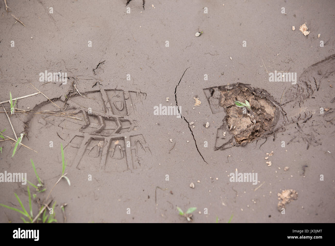 Shoe Print In Mud High Resolution Stock Photography and Images - Alamy