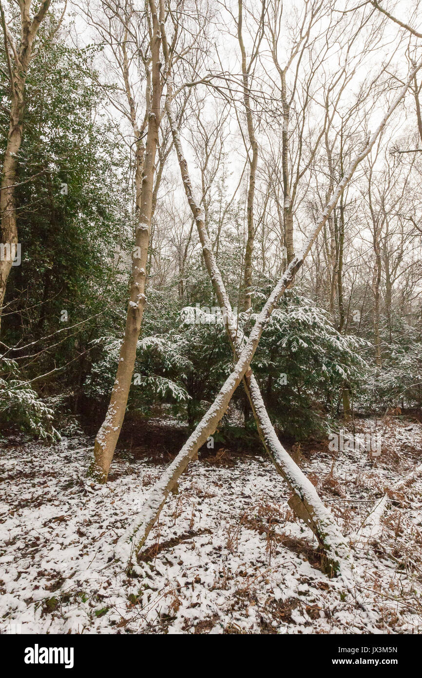 Brambles Forest Stock Photos & Brambles Forest Stock Images - Alamy