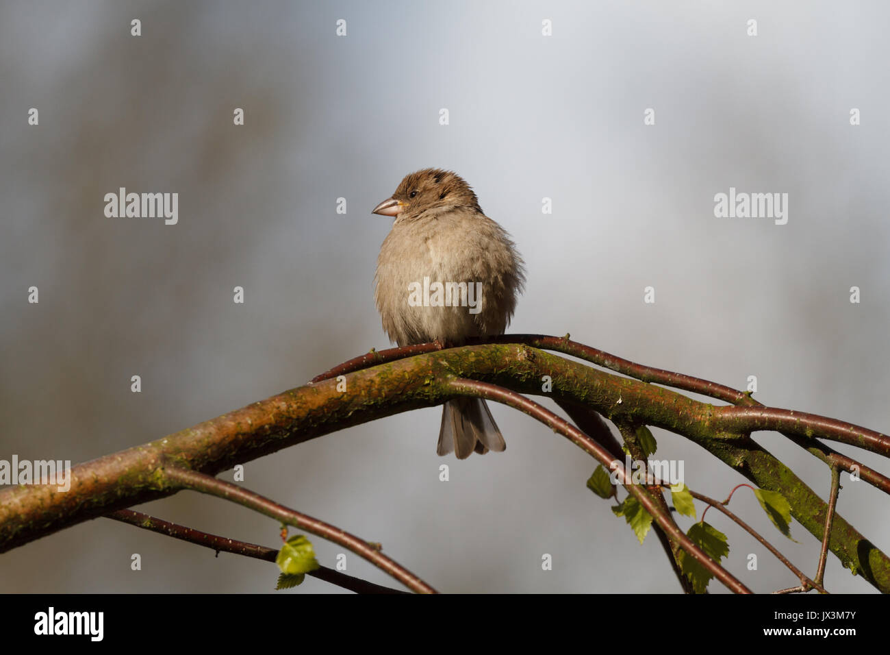 Small bird sitting on a tree Stock Photo - Alamy