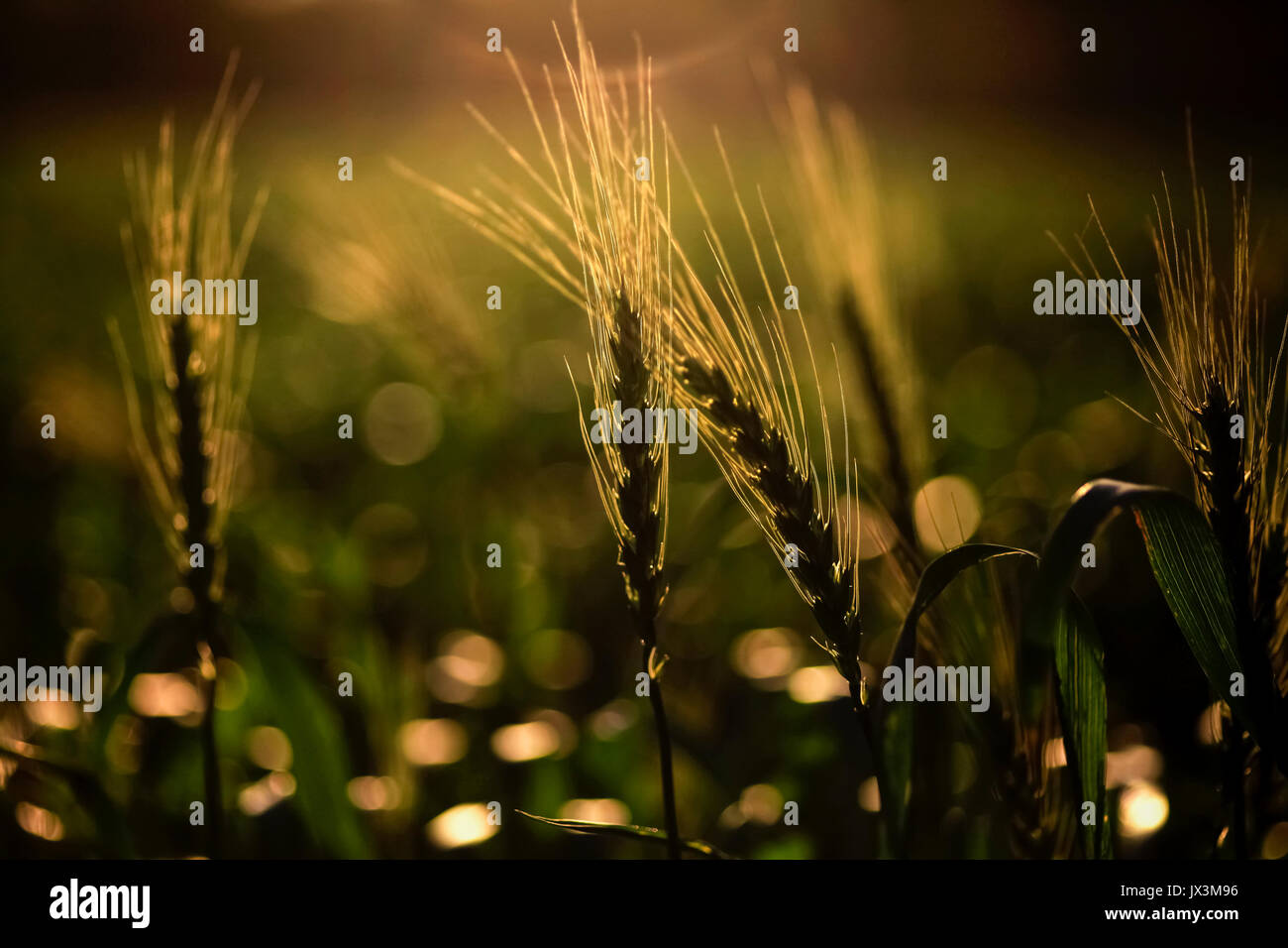 Glowing wheat stalk hi-res stock photography and images - Alamy
