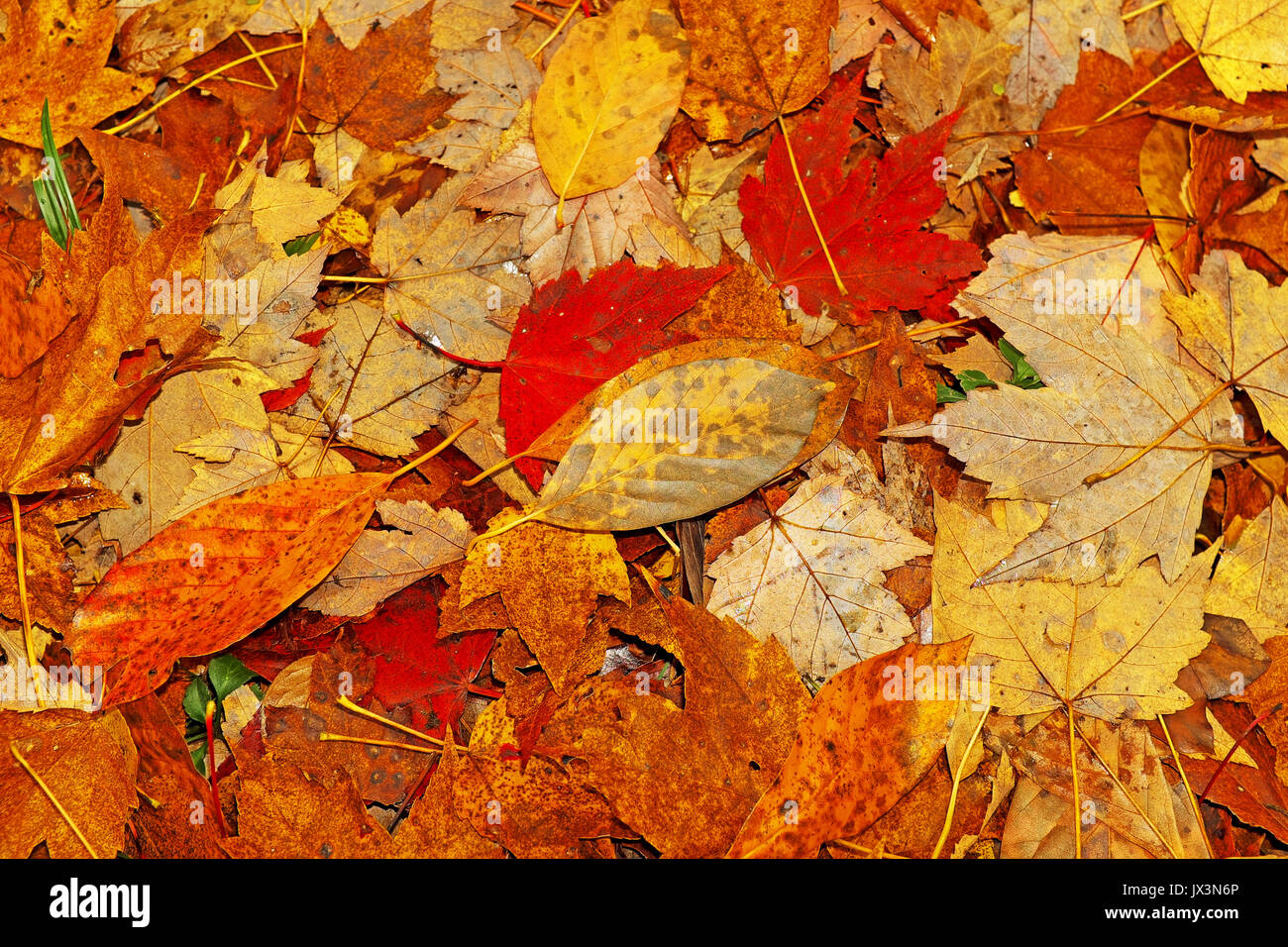 Different Types Fallen Leaves Stock Photos & Different Types Fallen ...