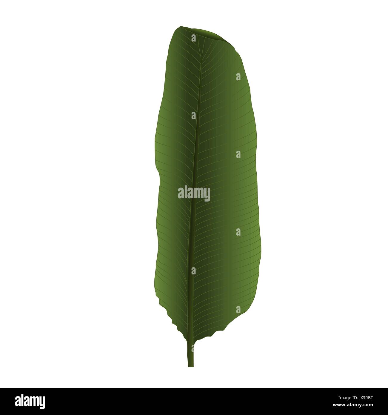 Colorful Naturalistic Palm Leaf. Vector Illustration Stock Vector Image ...