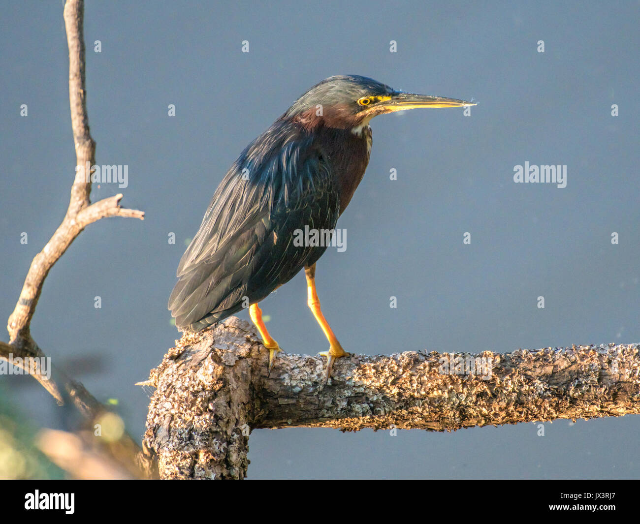 A green heron perches on a tree branch on the Red River in northwest ...