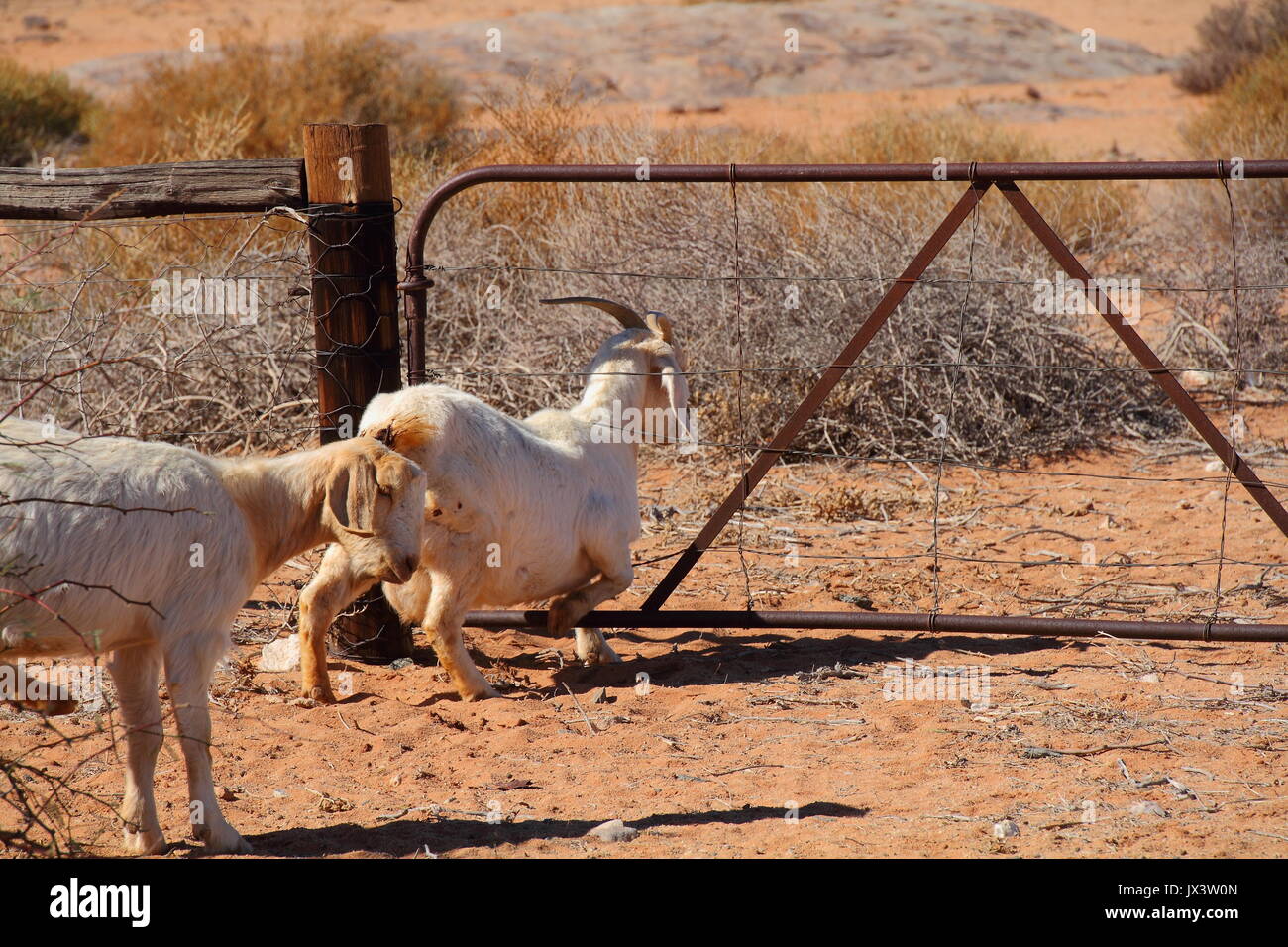 A goat climbing through the wires of a farm gate in landscape format ...