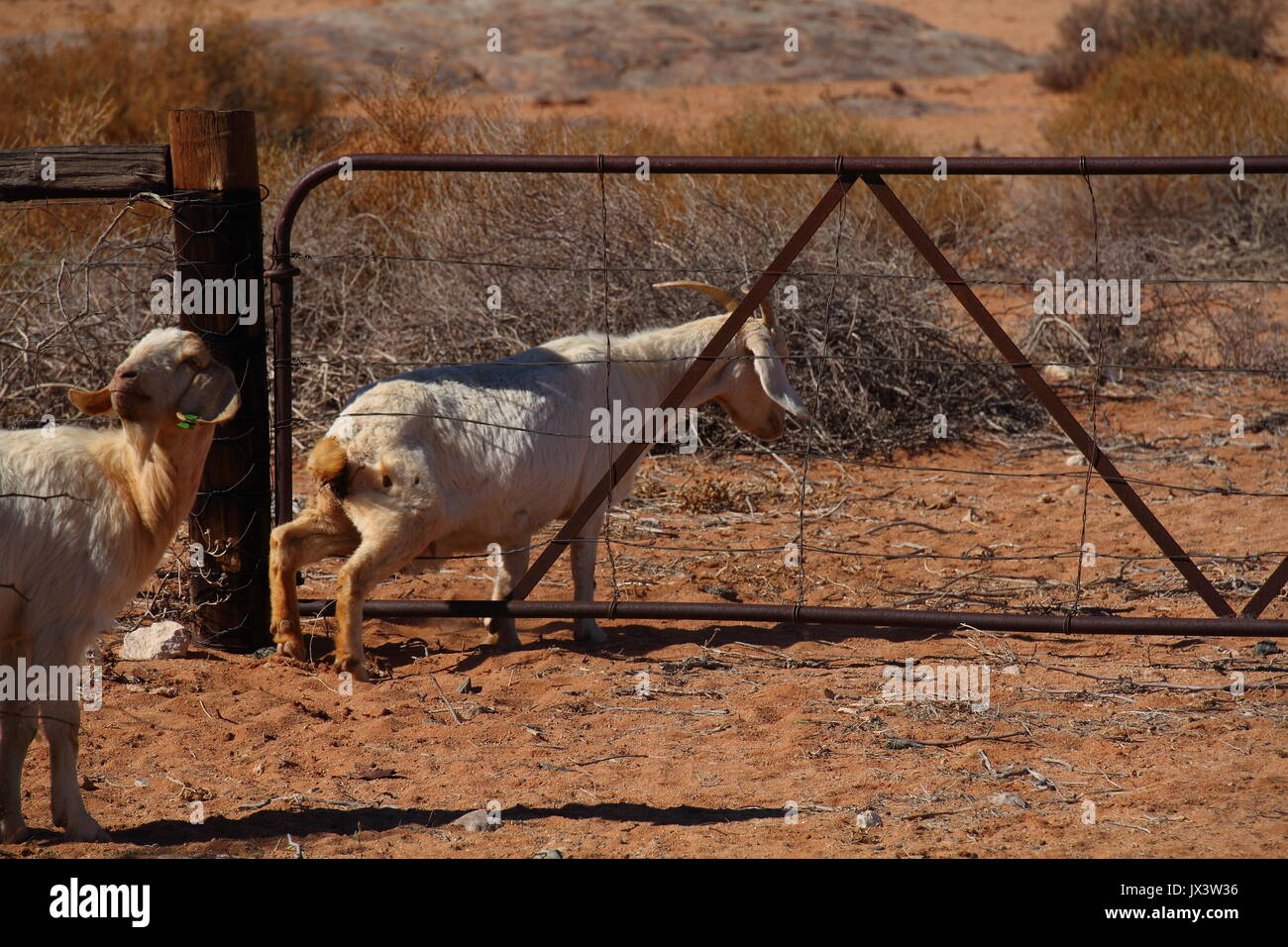 A goat climbing through the wires of a farm gate in landscape format ...