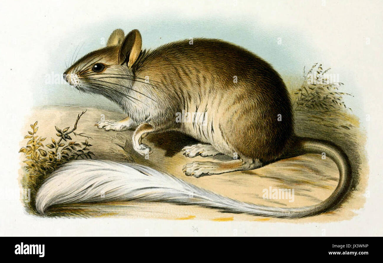 Mesembriomys macrurus hi-res stock photography and images - Alamy