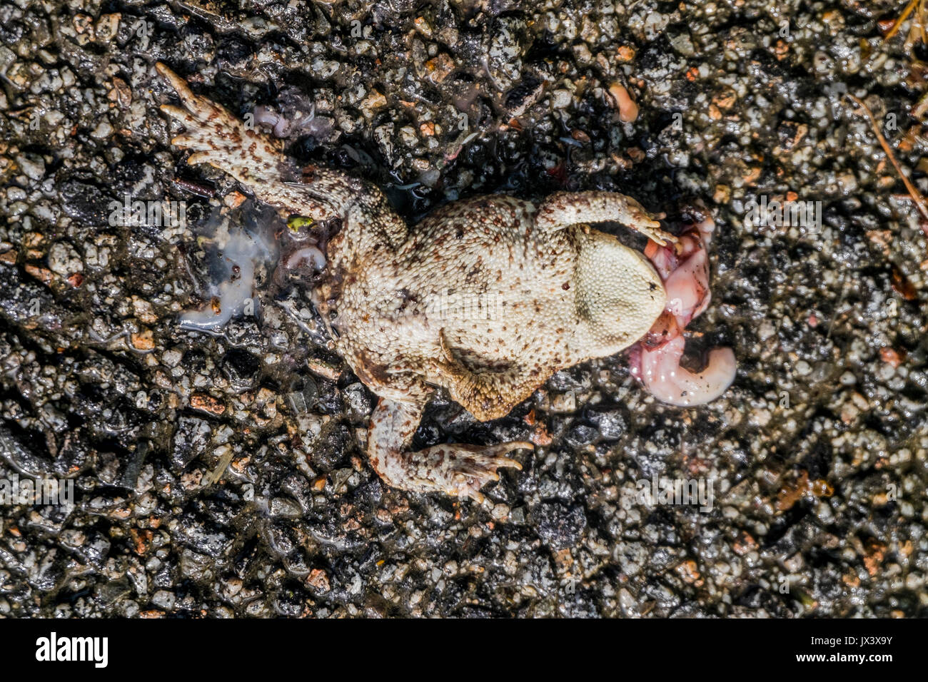 Dead toad hi-res stock photography and images - Alamy