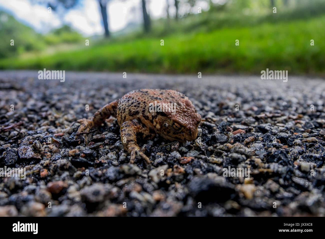 Dead toad hi-res stock photography and images - Alamy