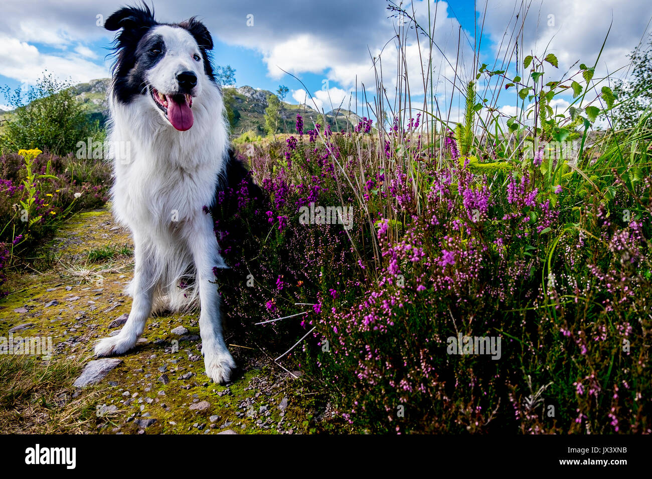 border collie dog sat on a path through moorland vegetation by the side ...