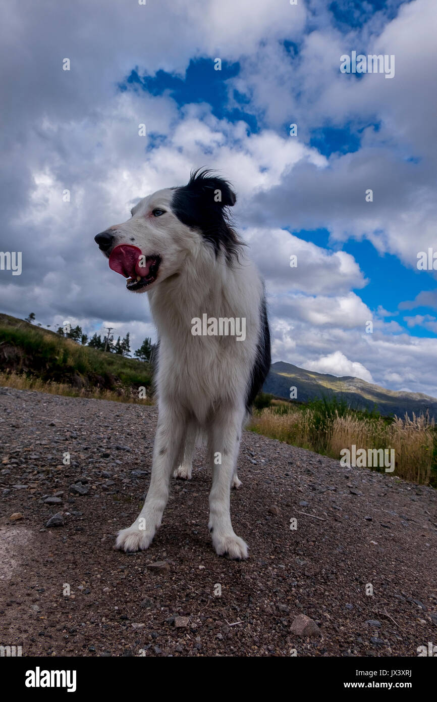 border collie dog stood on footpath on shore of loch maree in the ...