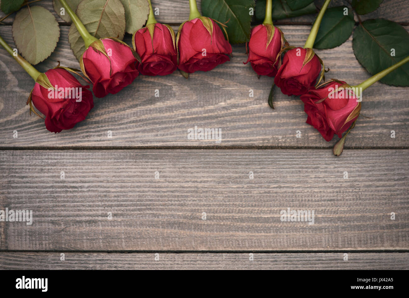 Curved row of red roses Stock Photo - Alamy