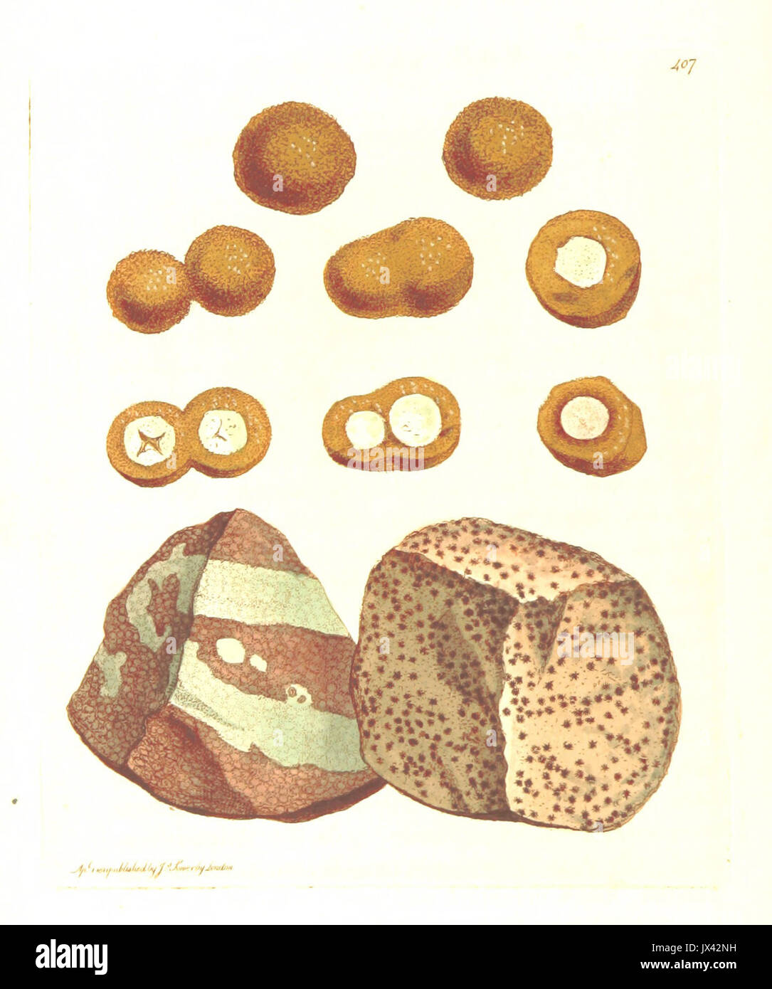 British Mineralogy Vol 5 (1817) p038 T407 SILEX quartzum, arenaceum ...