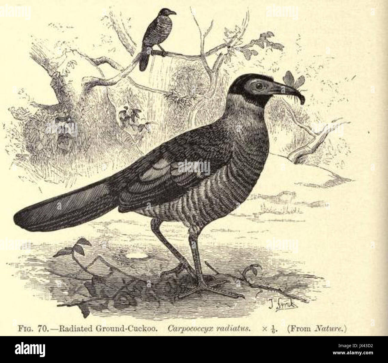 Endemic cuckoo hi-res stock photography and images - Alamy