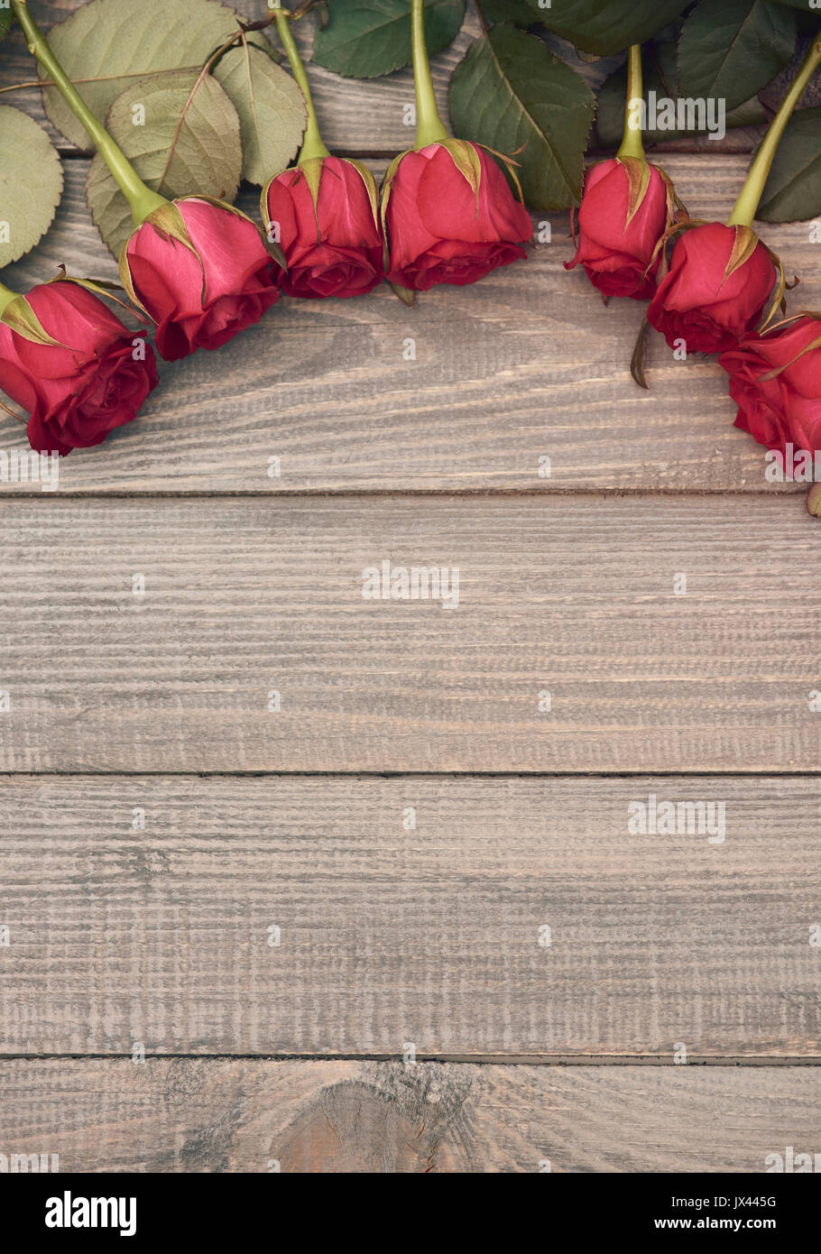 Fresh cut roses in a row Stock Photo - Alamy
