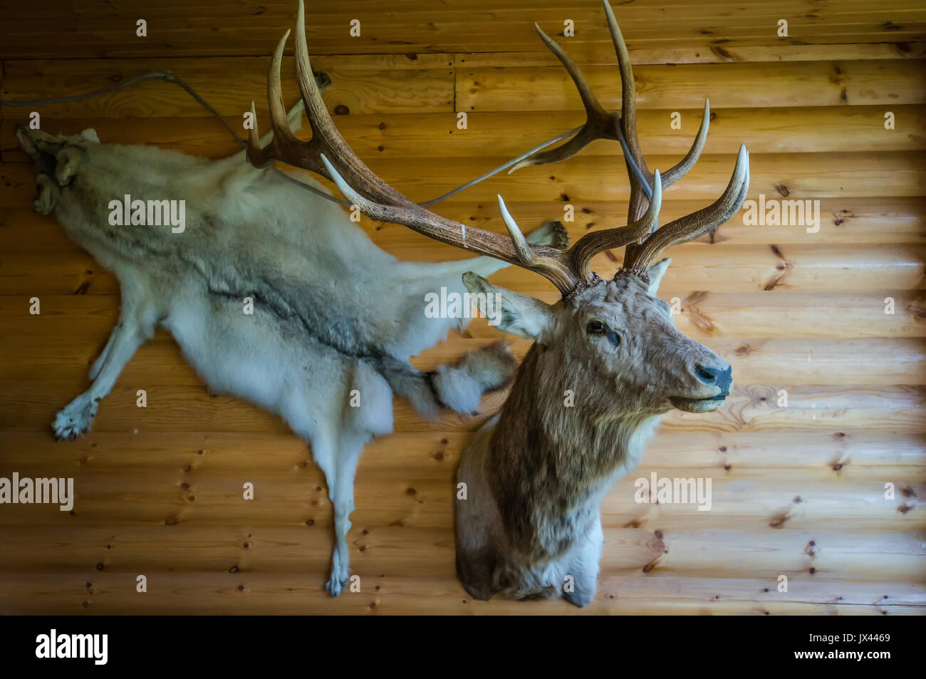 Mounted Stag Head on Cabin Wall. wooden Russian house in Siberia ...