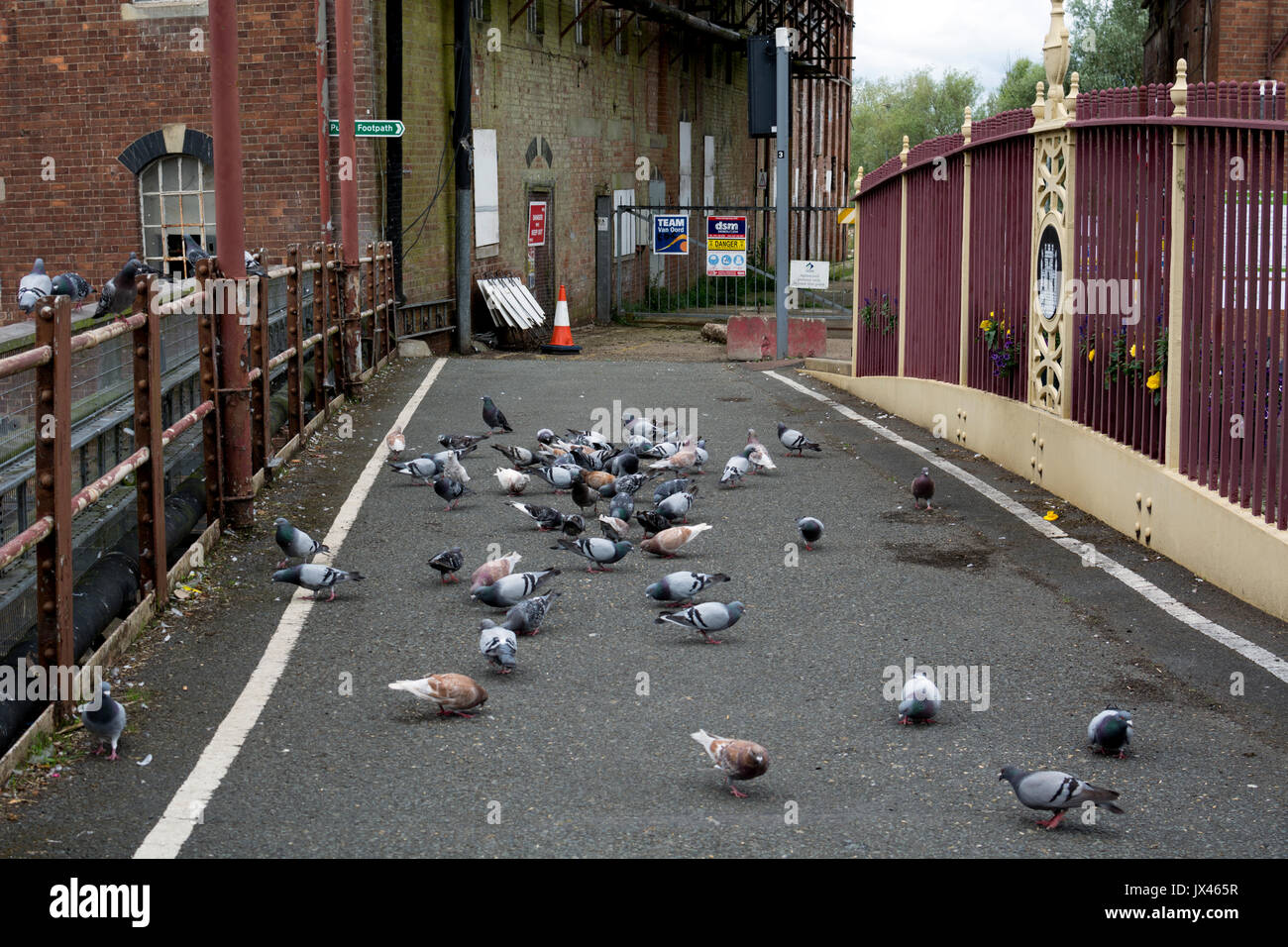 Feral pigeons in Tewkesbury, Gloucestershire, England, UK Stock Photo ...