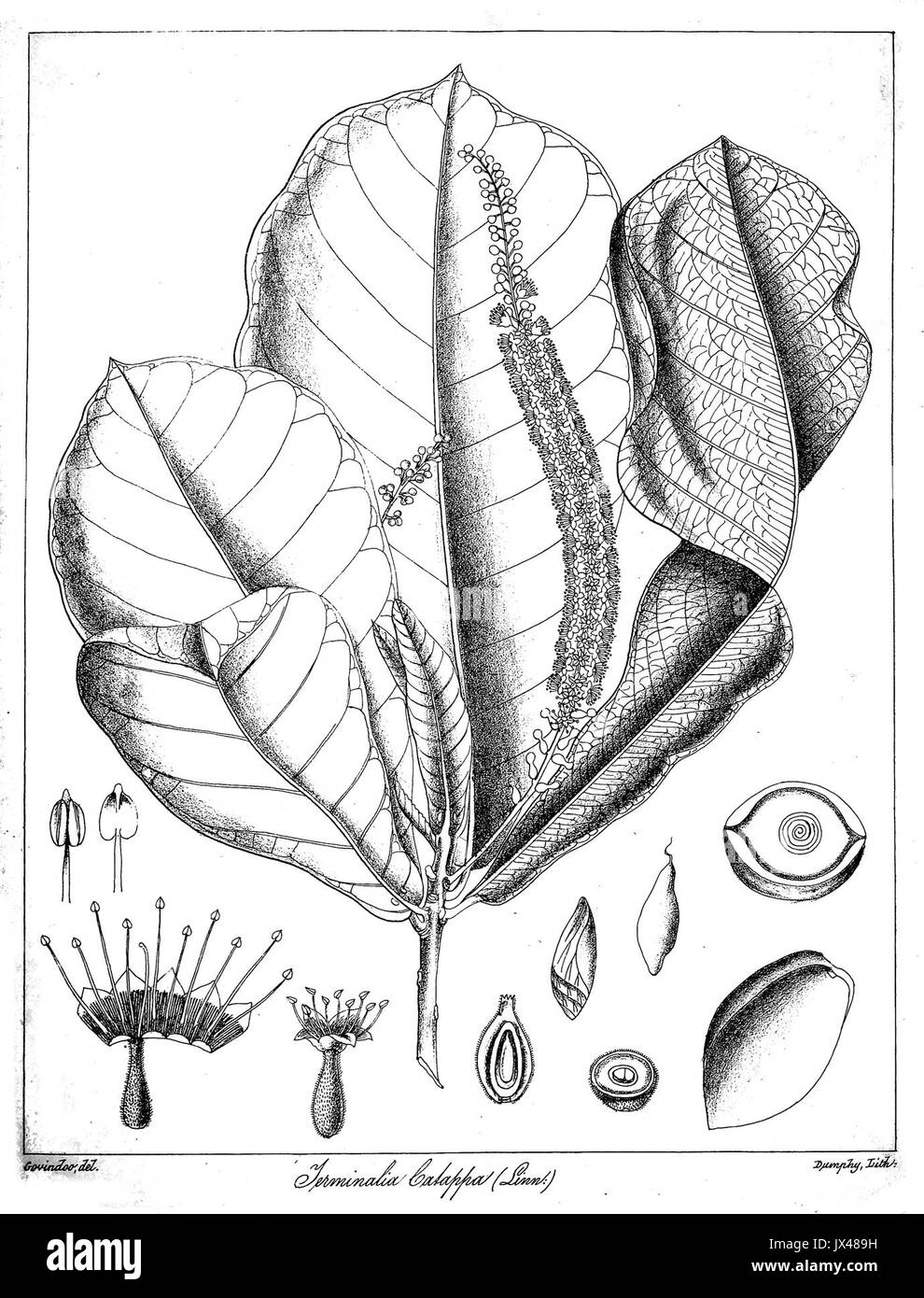 Terminalia catappa Govindoo Stock Photo - Alamy