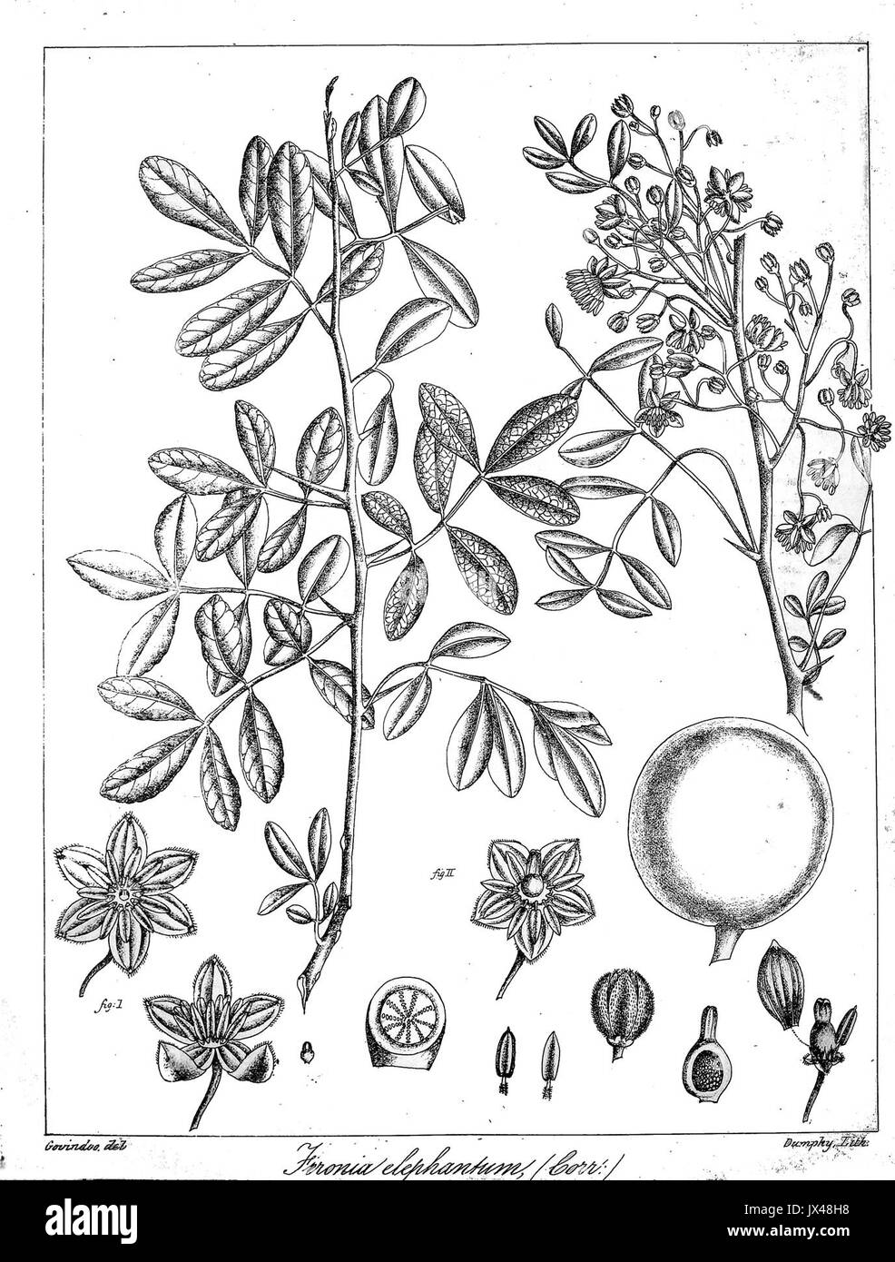 Feronia Black and White Stock Photos & Images - Alamy