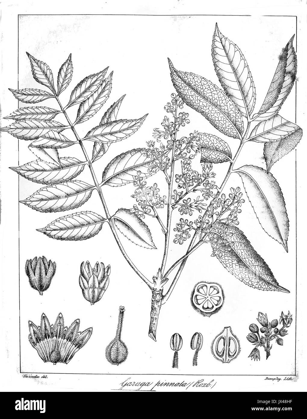 Garuga pinnata hi-res stock photography and images - Alamy