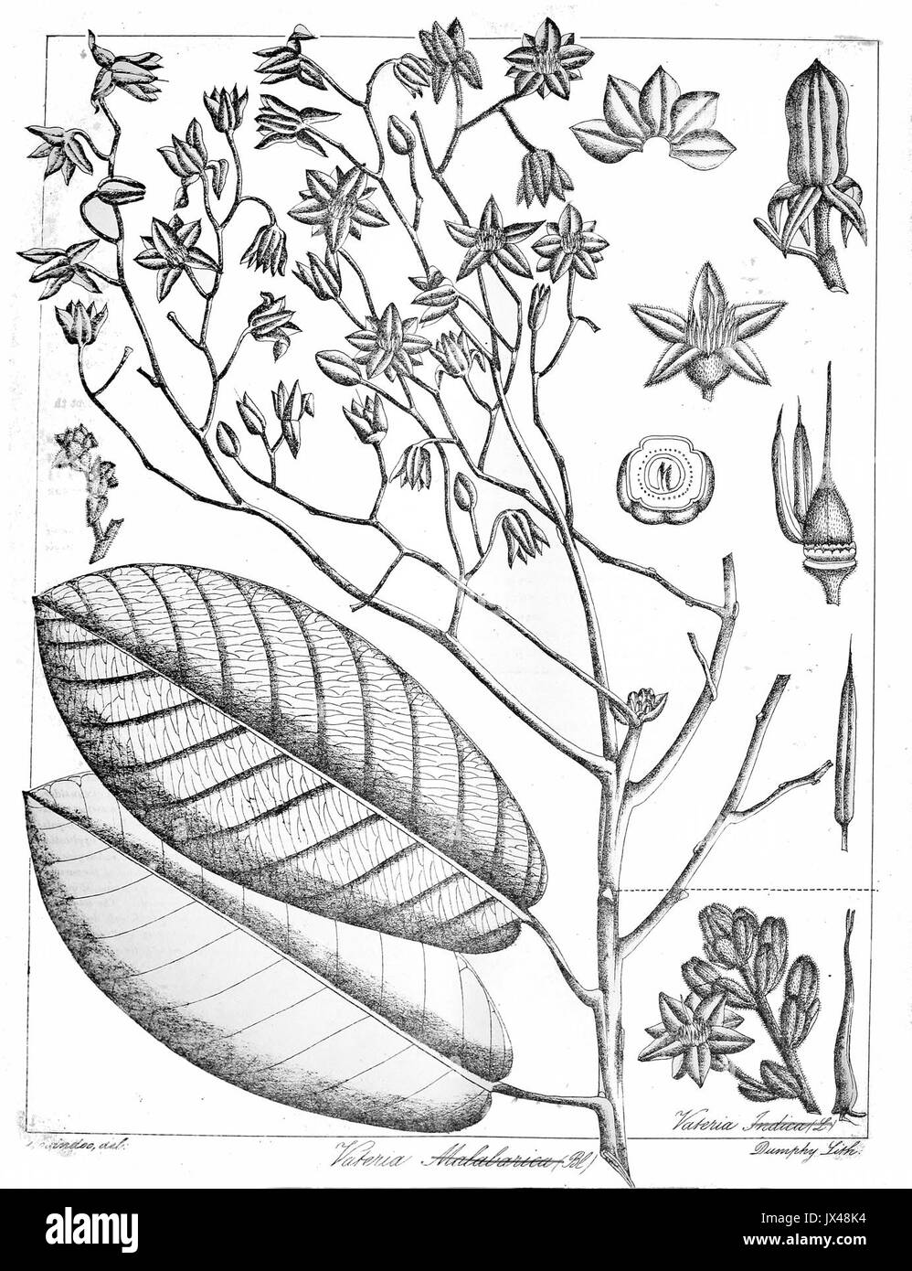 Vateria indica hi-res stock photography and images - Alamy