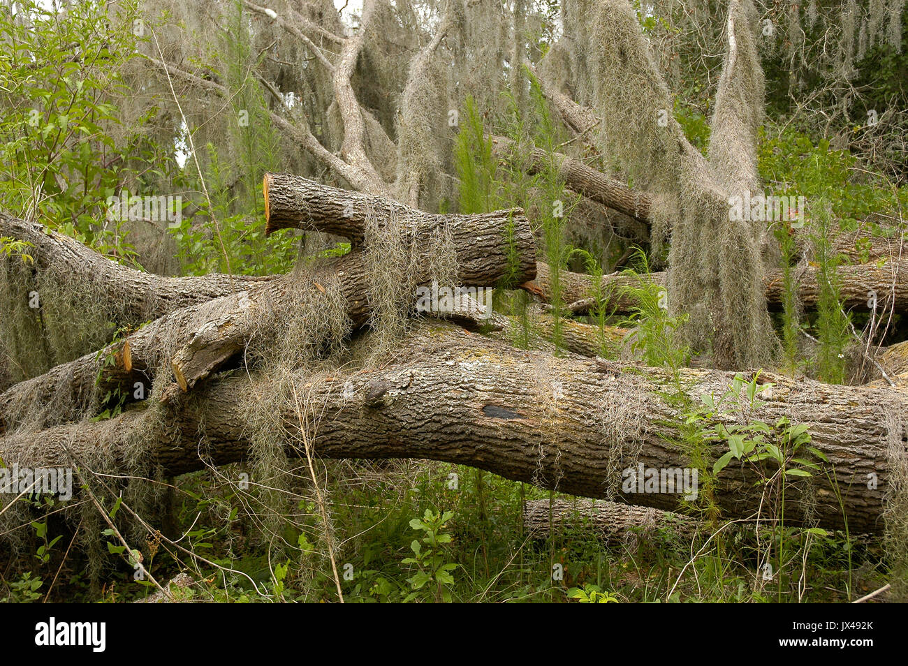 Mossy dead oak tree cut up on rural property Stock Photo - Alamy