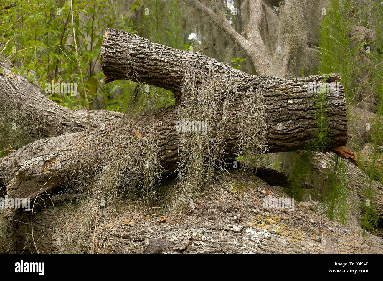 Dead oak tree hi-res stock photography and images - Alamy