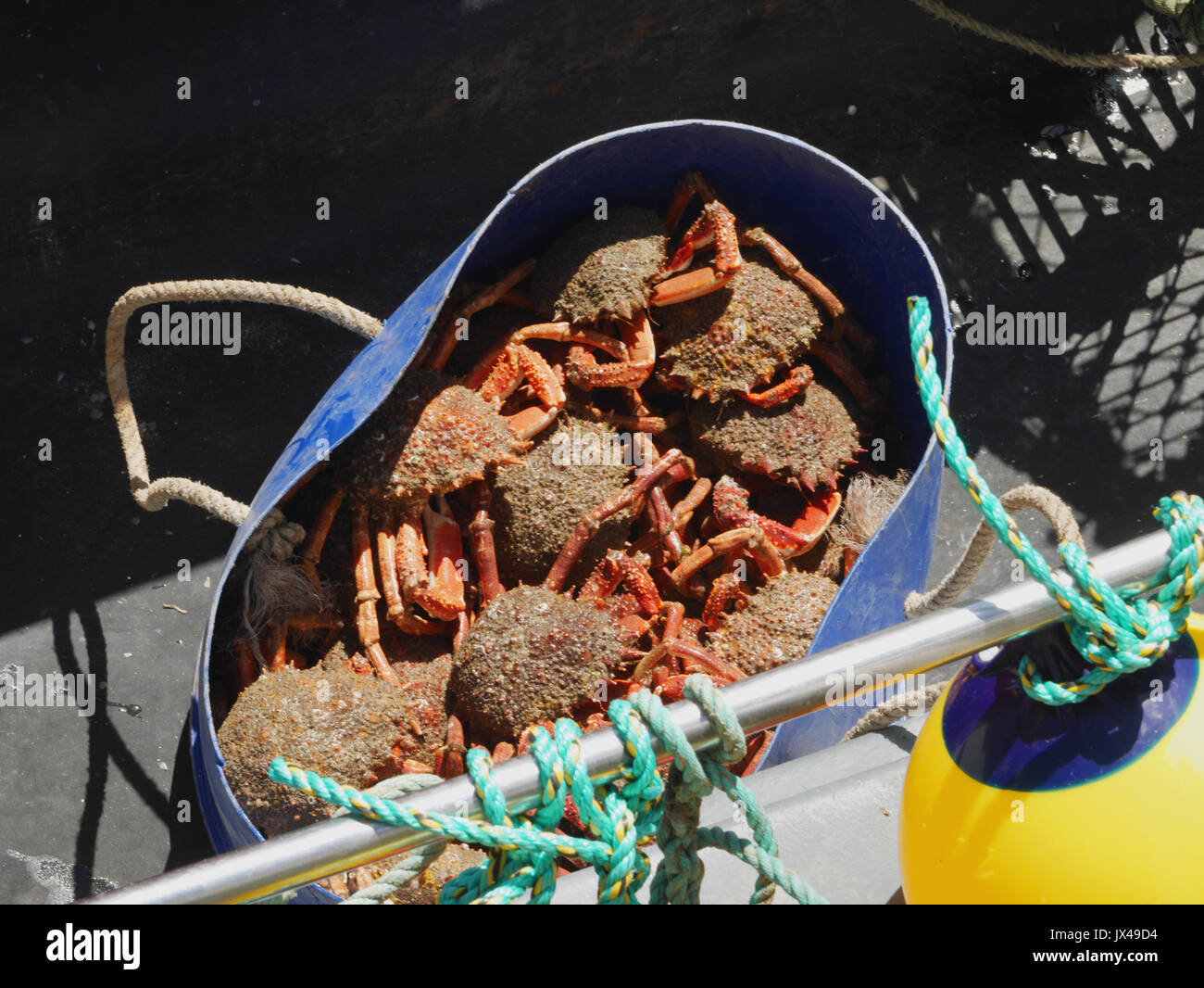 Spider crabs being landed at Padstow in Cornwall Stock Photo - Alamy