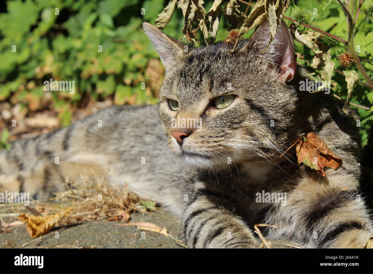 Aware cat hi-res stock photography and images - Alamy