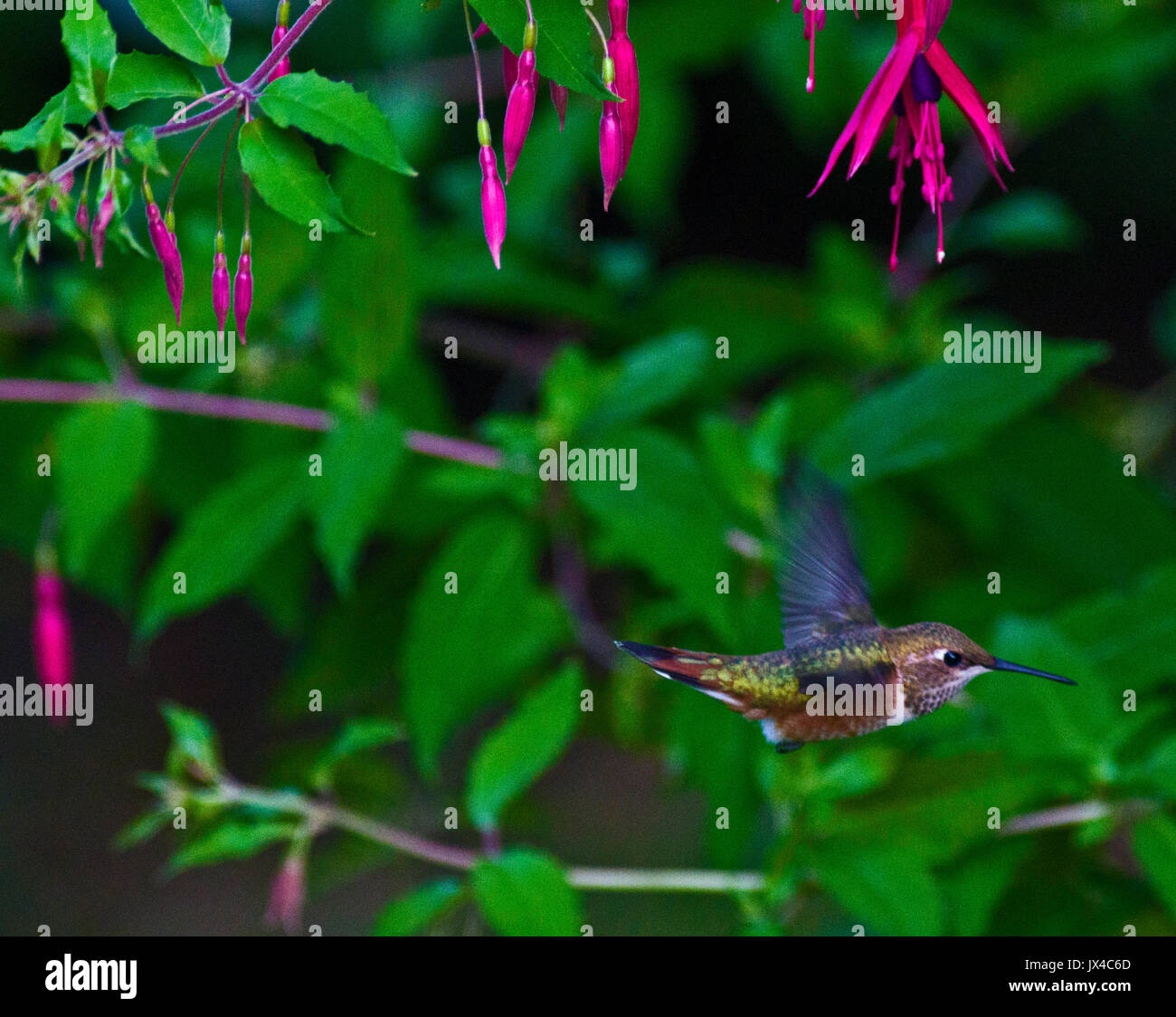 Hummingbird fuschia hi-res stock photography and images - Alamy