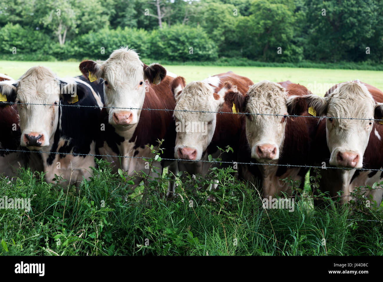 Cows animals agriculture cattle hi-res stock photography and images - Alamy