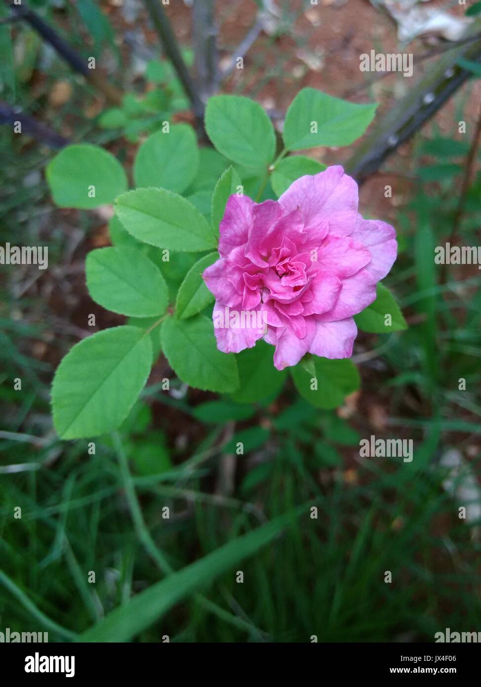 Thick rose flower hi-res stock photography and images - Alamy