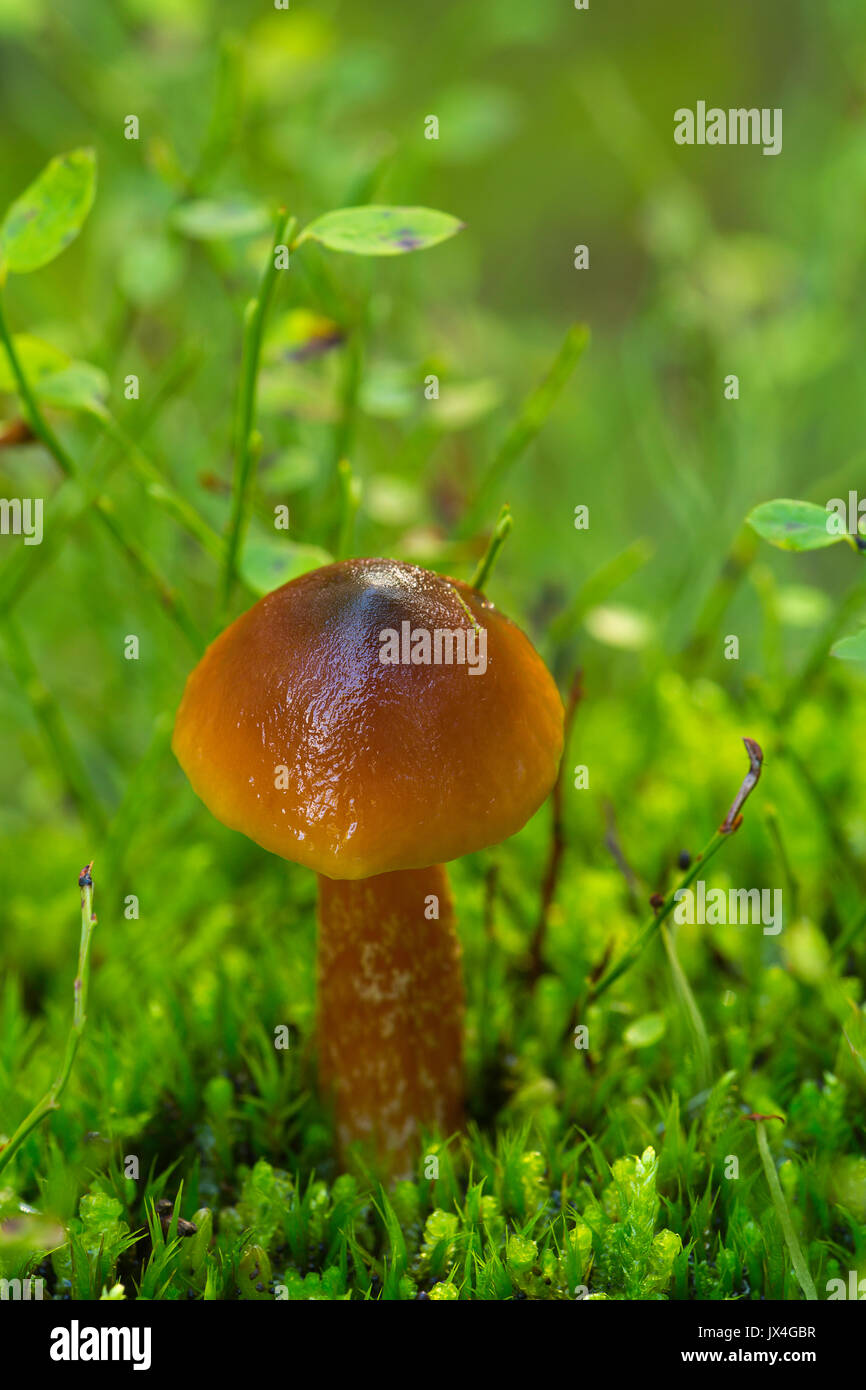 Orange Milk Cap (Lactarius luculentus) rises out of the moss in Banff ...