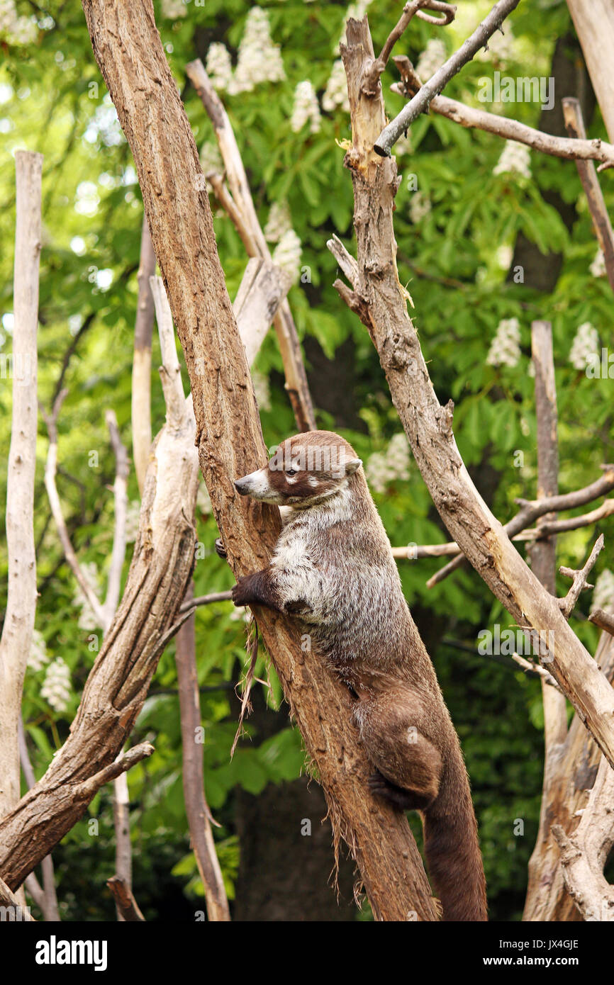 Coati climbing on tree wildlife Stock Photo - Alamy