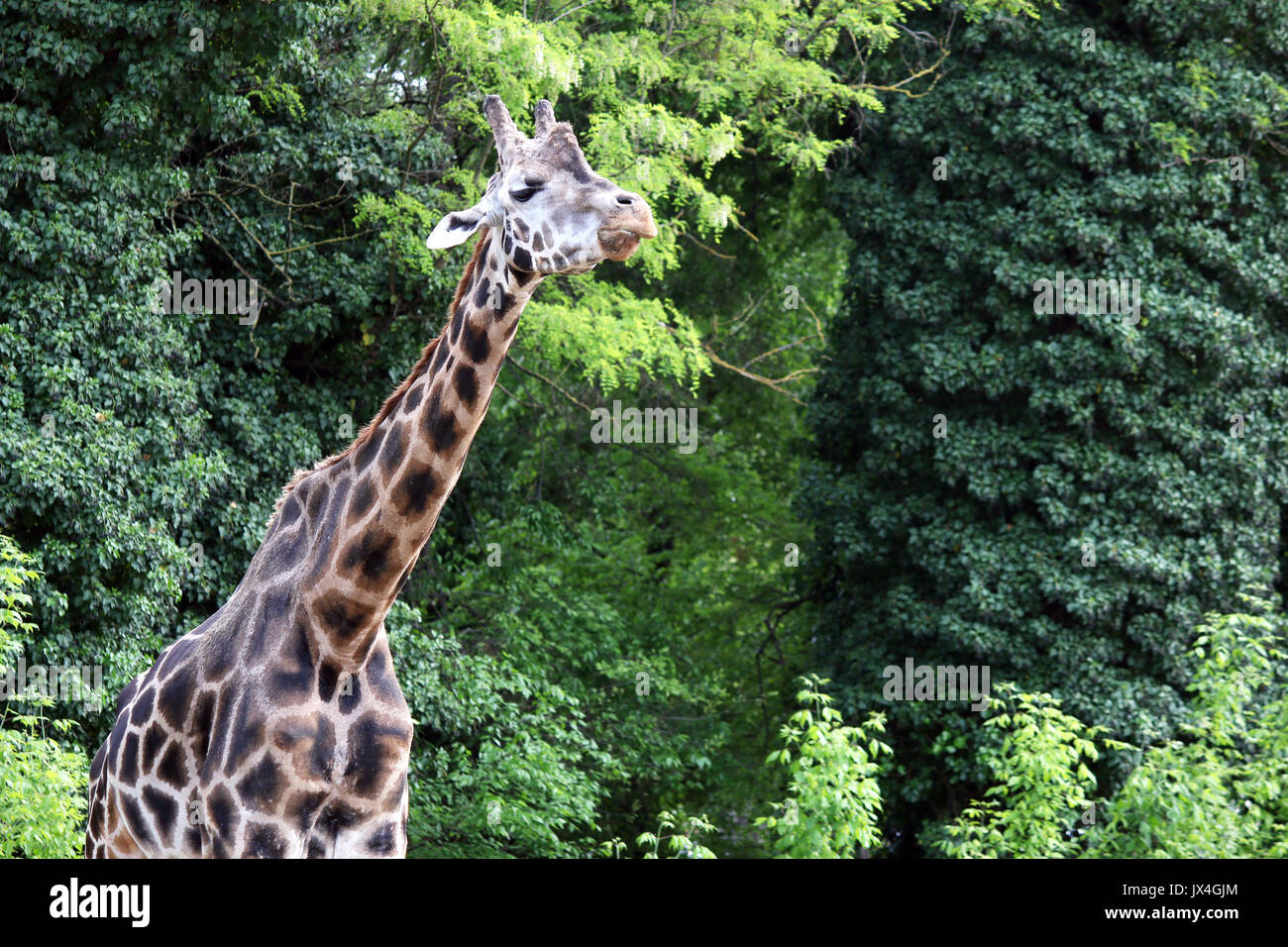 giraffe in forest wildlife Stock Photo - Alamy