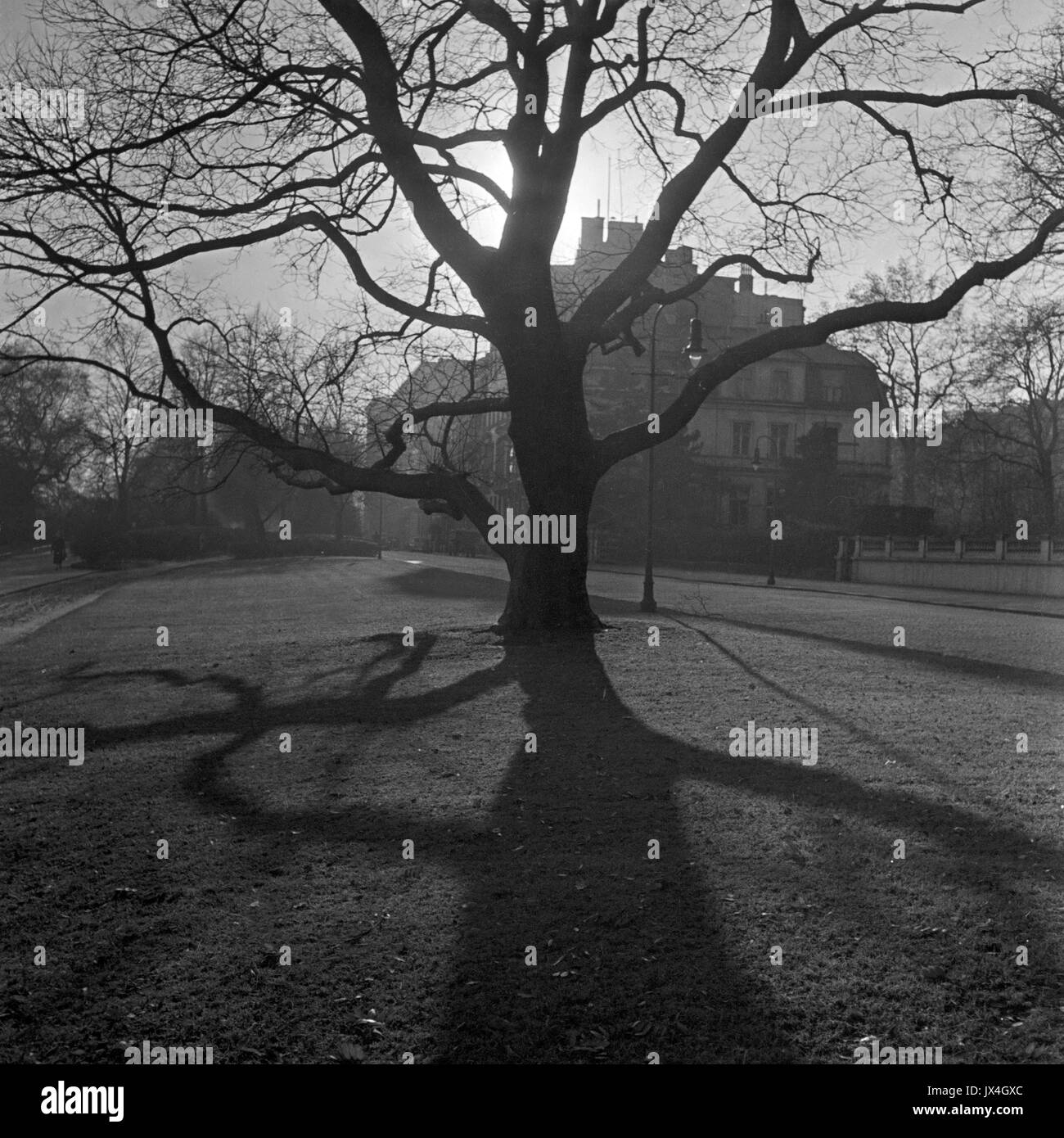 Tree Branches Casting Shadow High Resolution Stock Photography and ...