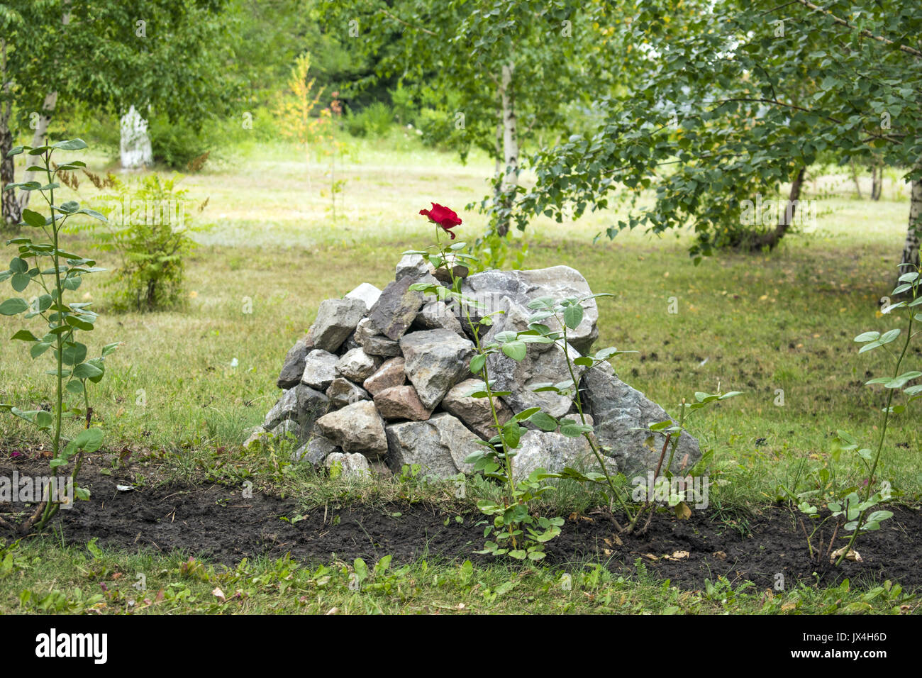 Landscape: rose and stones Stock Photo - Alamy