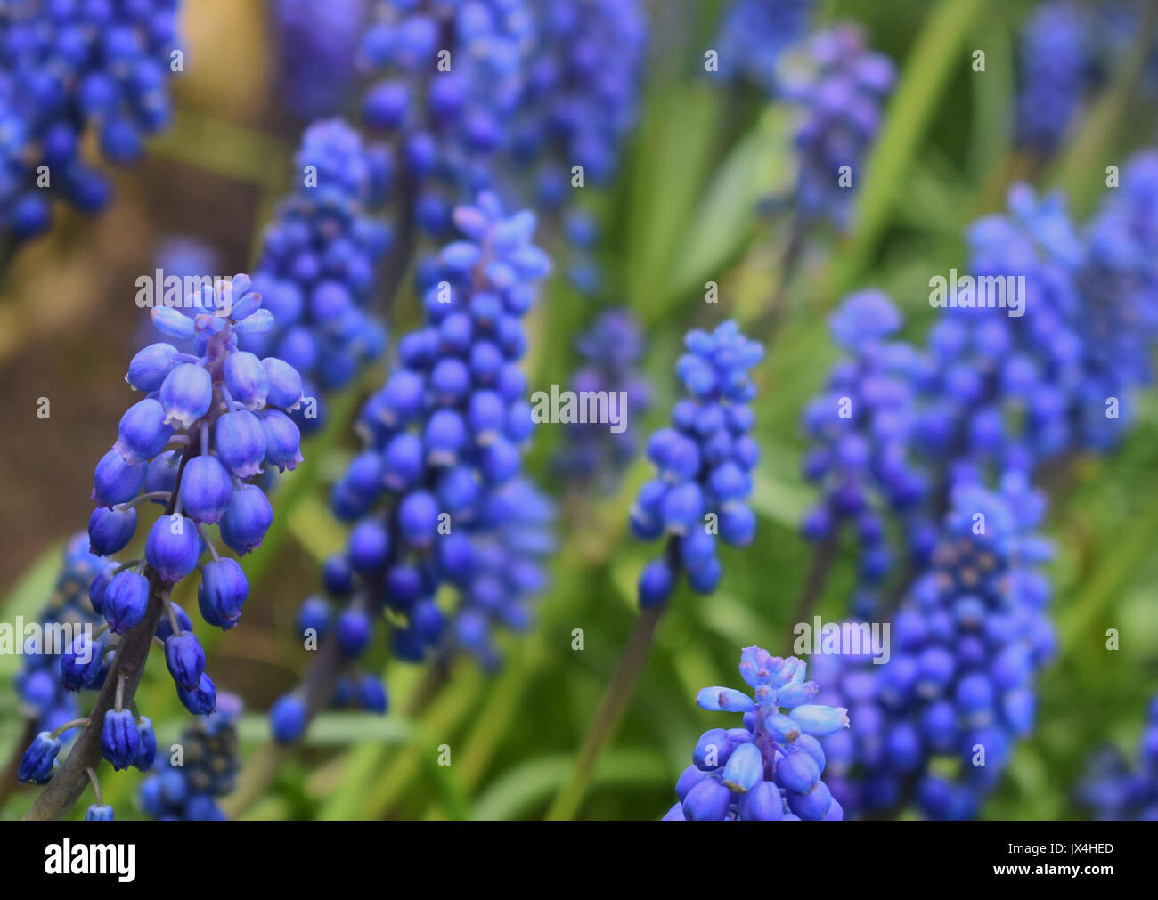 Muscari bulbs hi-res stock photography and images - Alamy