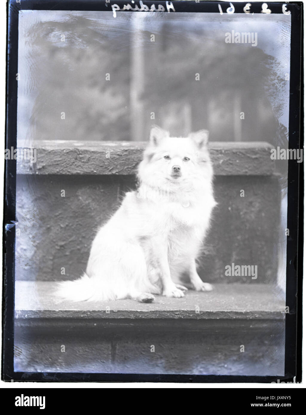 Harding, dog, 5 Nov 1912 (16878442620 Stock Photo - Alamy