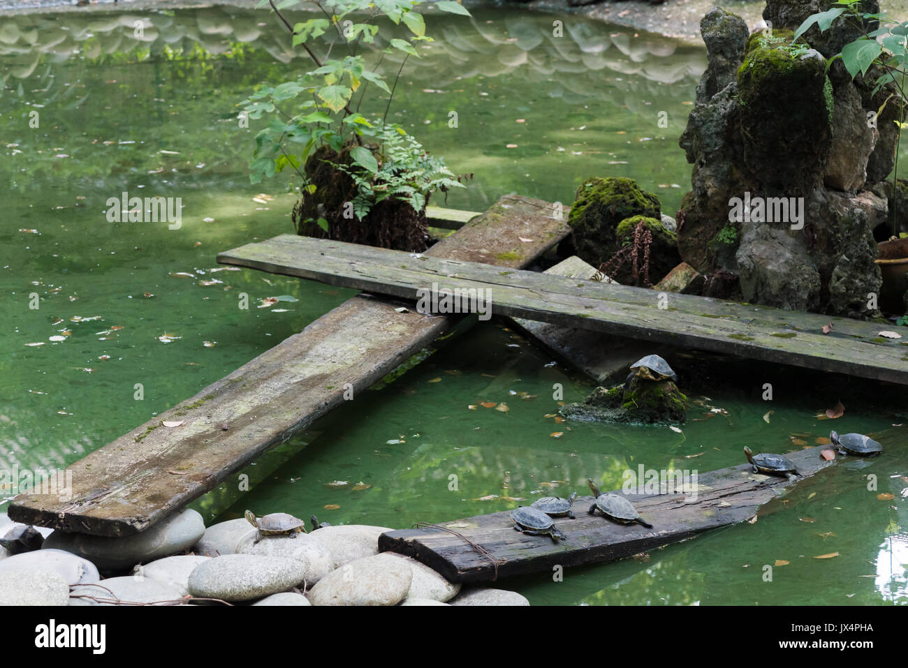 Group of turtles on a wooden plank in a pond Stock Photo - Alamy