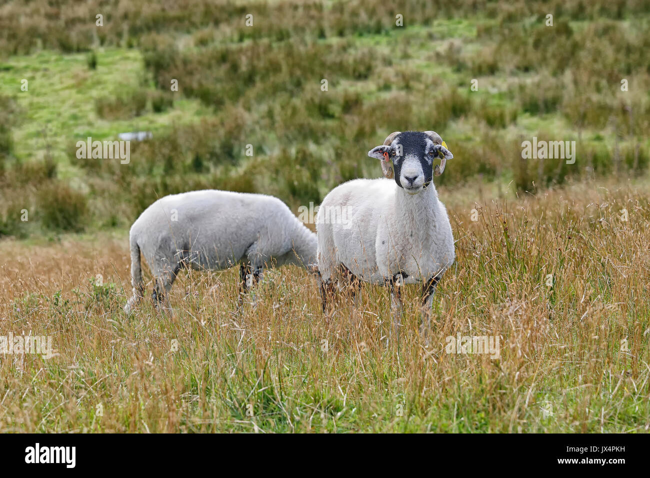 Moorland sheep grazing on the Dam bank at Grimwith reservoir North ...