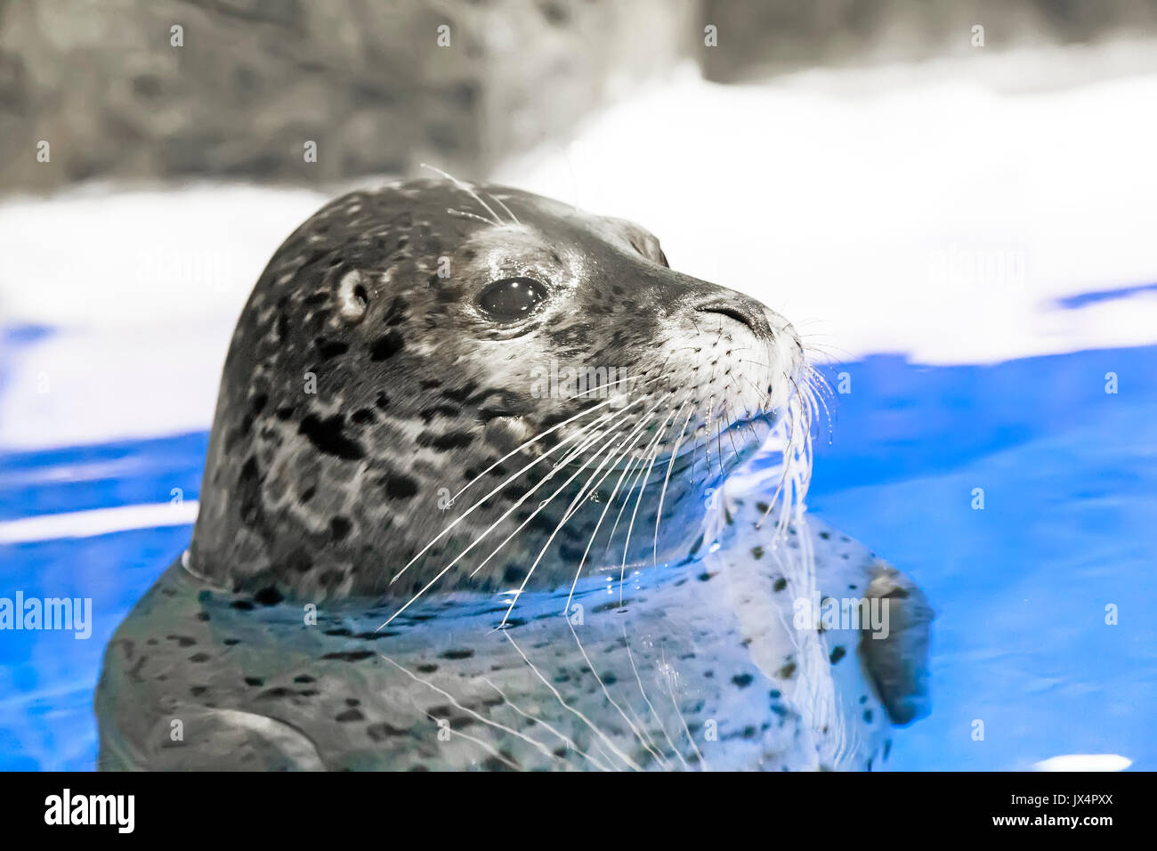 In the water floats a young seal Stock Photo - Alamy