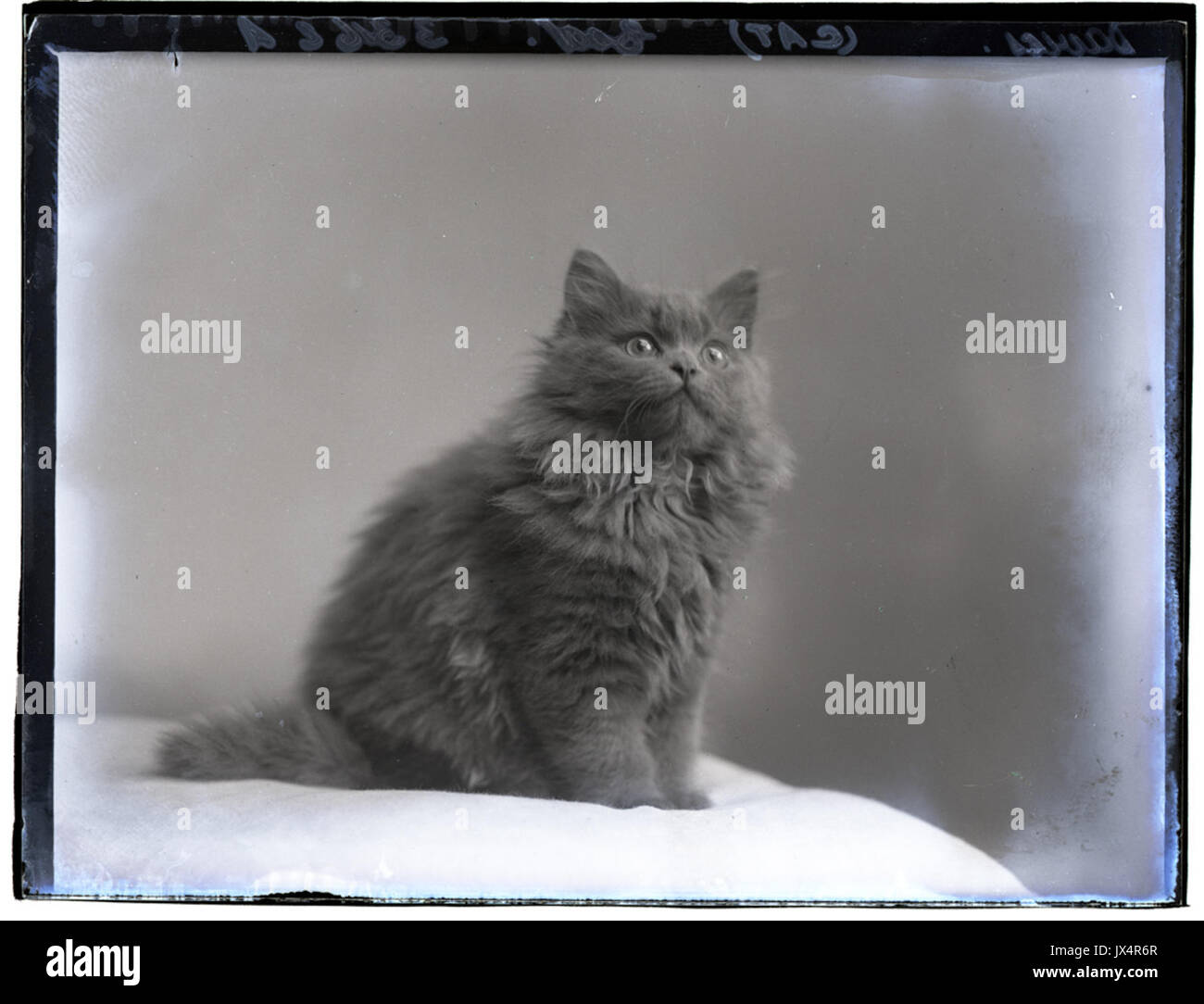 Langdun Davies, cat, 4 Nov 1912 (17064511032 Stock Photo - Alamy