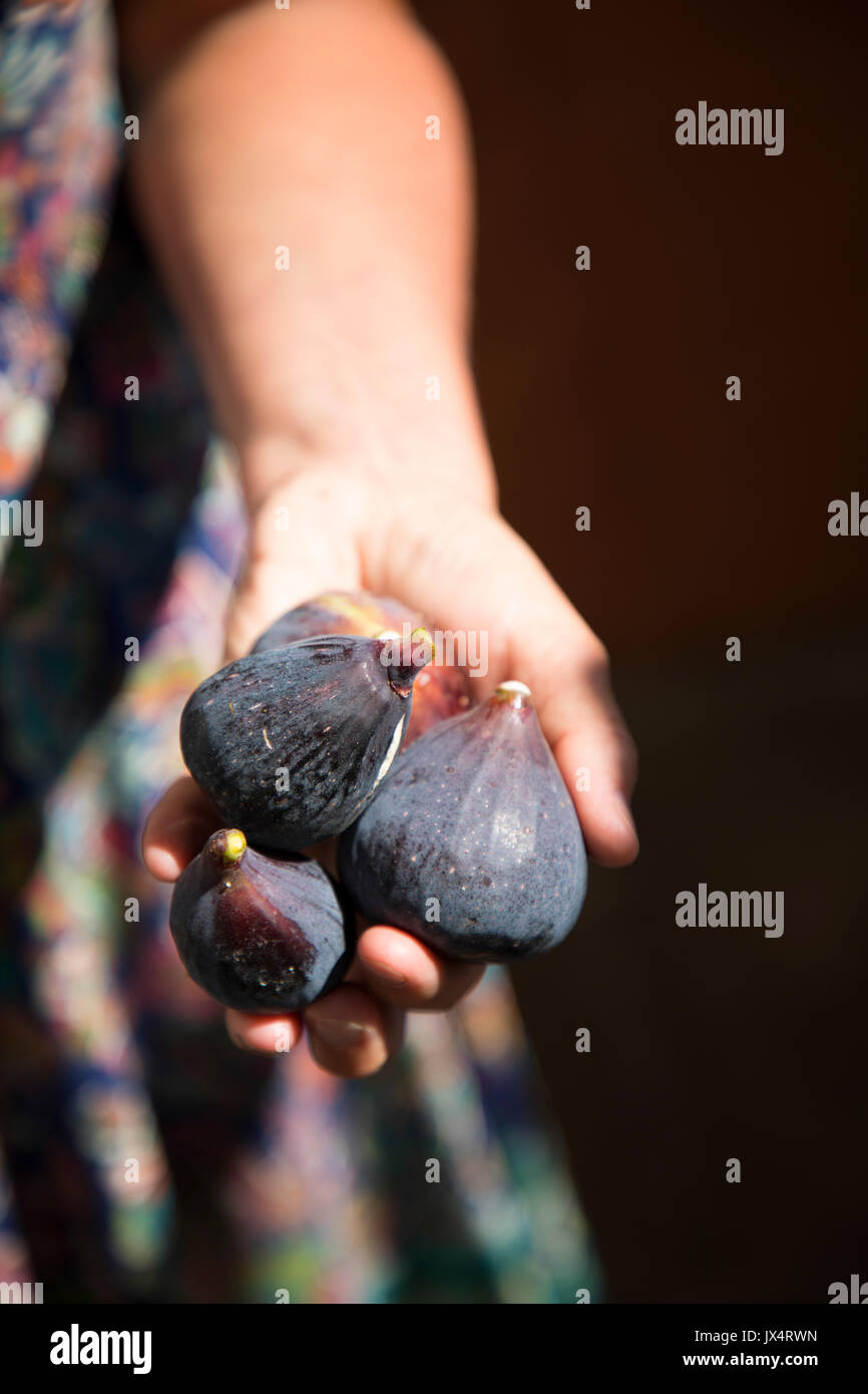 Hands holding figs hi-res stock photography and images - Alamy