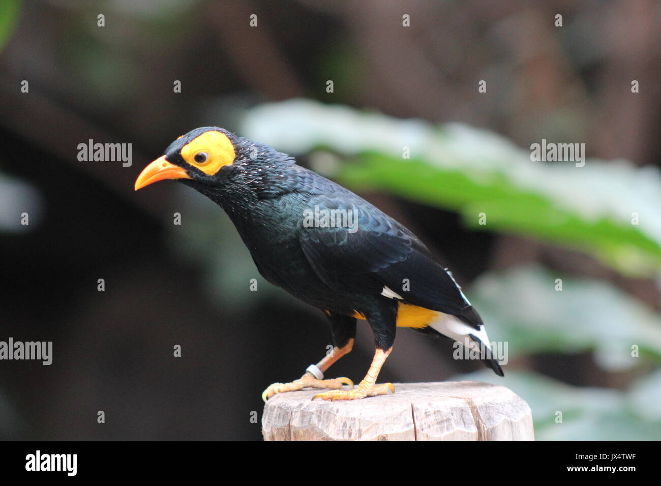 Myna eye hi-res stock photography and images - Alamy