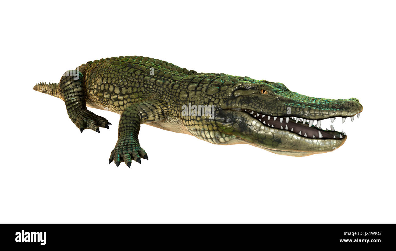 3D rendering of a green American alligator isolated on white background ...