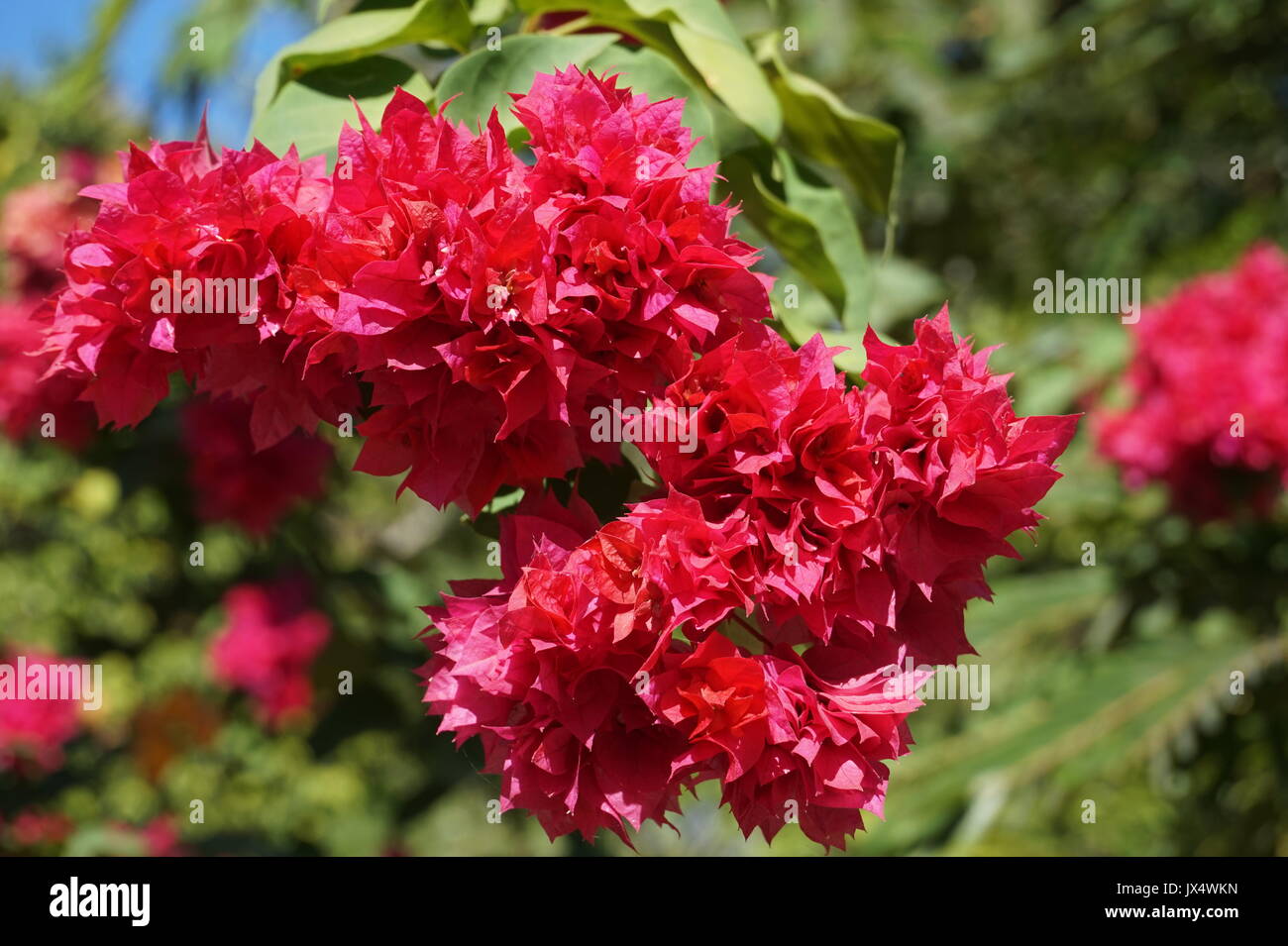 Tropical Flower, Indonesia Stock Photo - Alamy