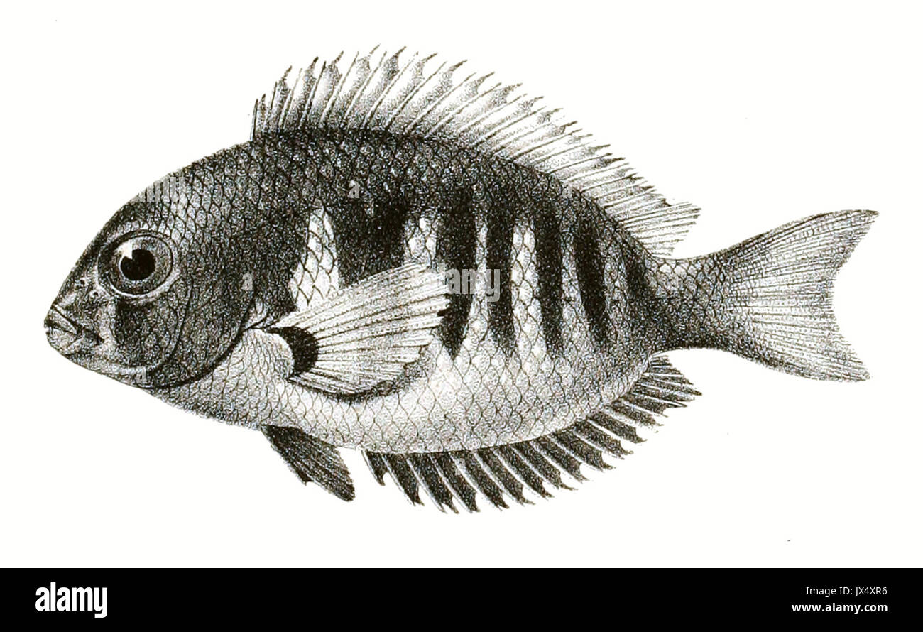 Etroplus canarensis hi-res stock photography and images - Alamy