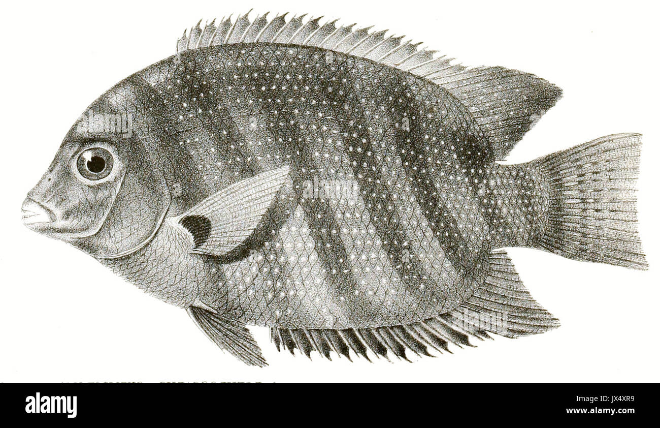 Etroplus suratensis Day 89 Stock Photo - Alamy