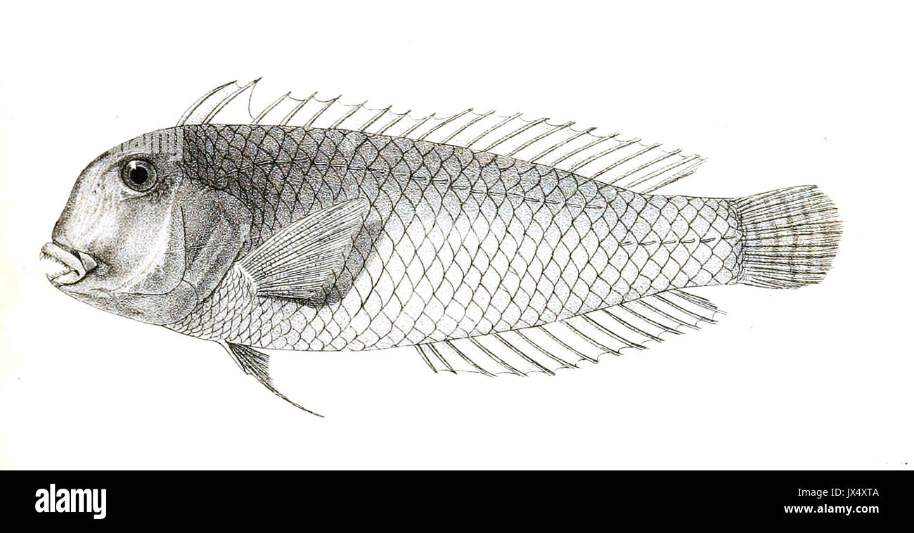 Novacula hi-res stock photography and images - Alamy