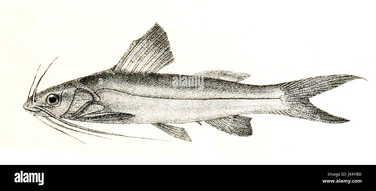 Macrones hi-res stock photography and images - Alamy